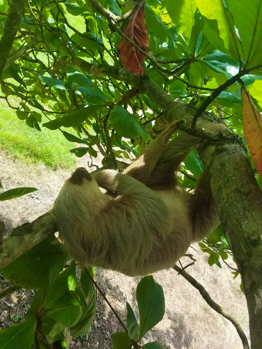 Sloth Monitoring and Turtle Conservation | Volunteer in Costa Rica 2025