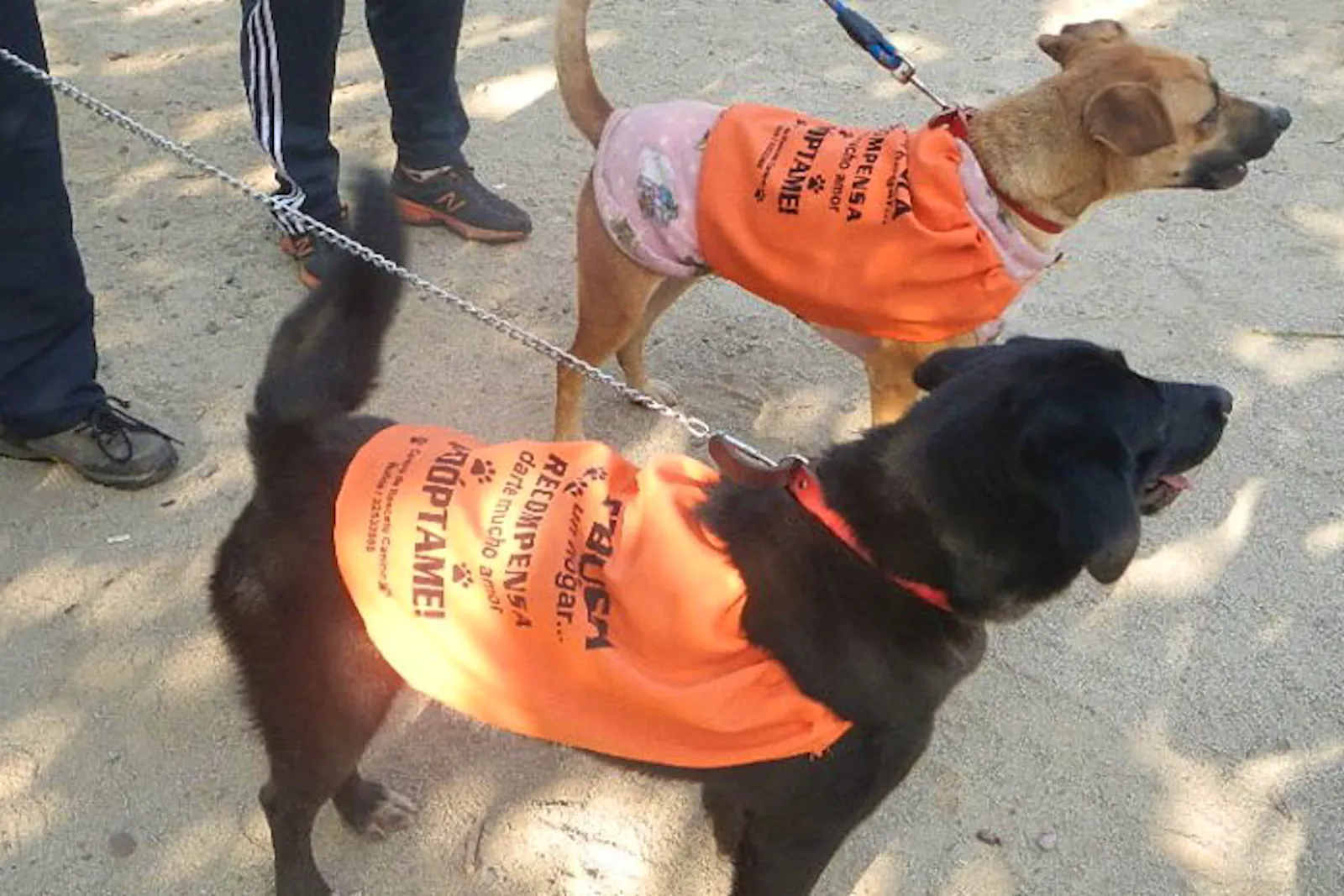 Help Stray Dogs | Volunteer in Chile 2025