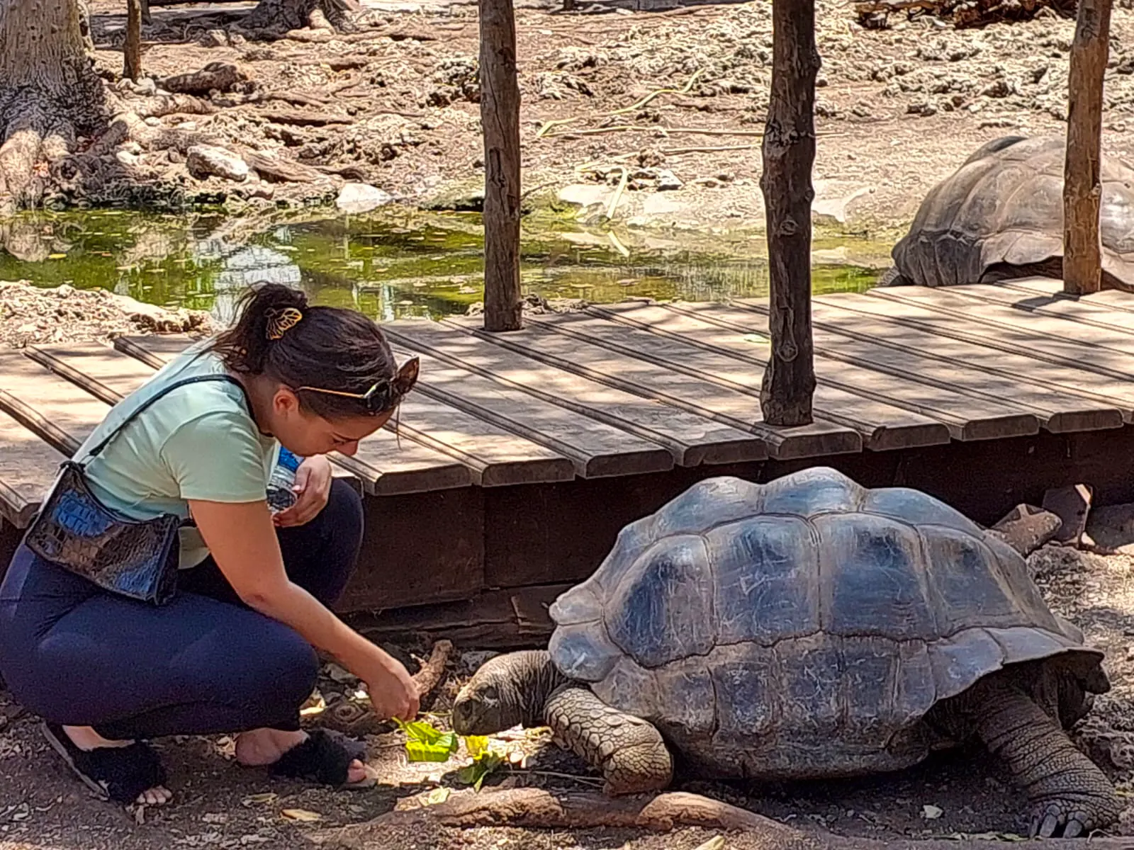 Environmental Conservation, Turtles and Community | Volunteer in ...