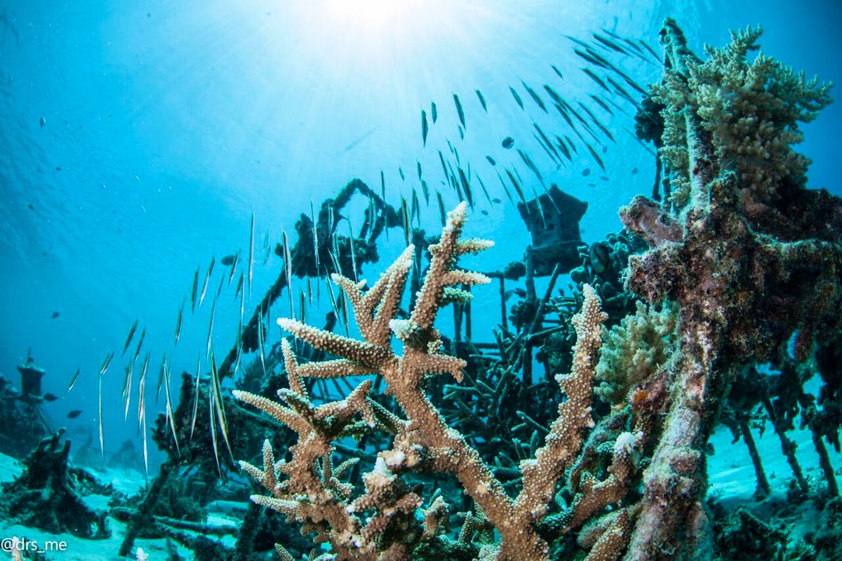 Biorock Coral Reef Restoration | Volunteer in Indonesia 2025