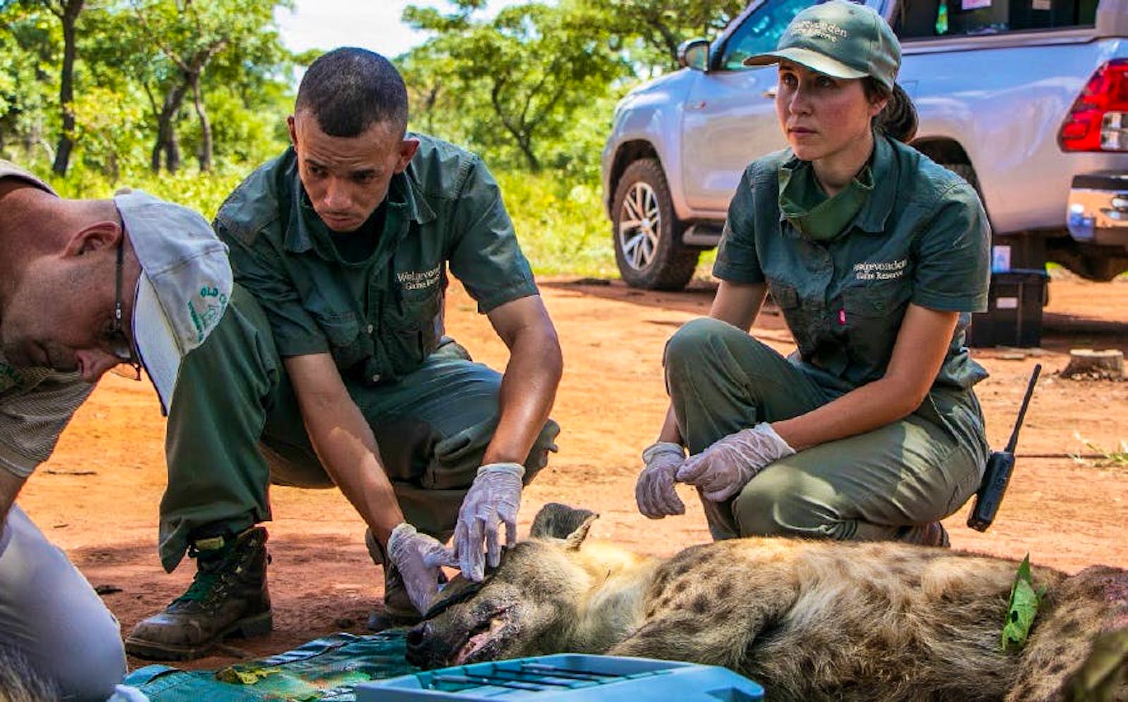 Endangered Species Conservation & Research | Volunteer in South Africa 2025