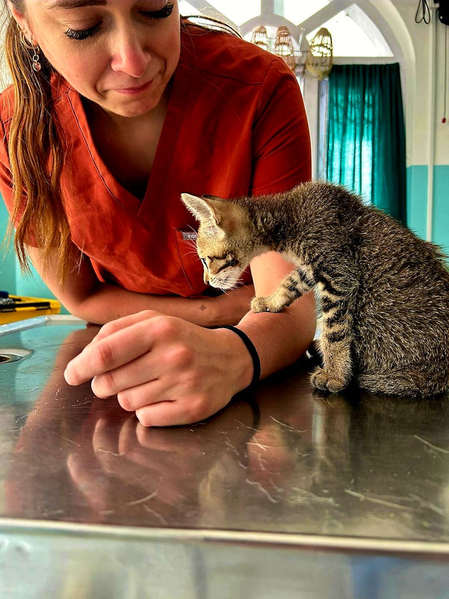 Para-Veterinary Worker | Volunteer in Nepal 2025