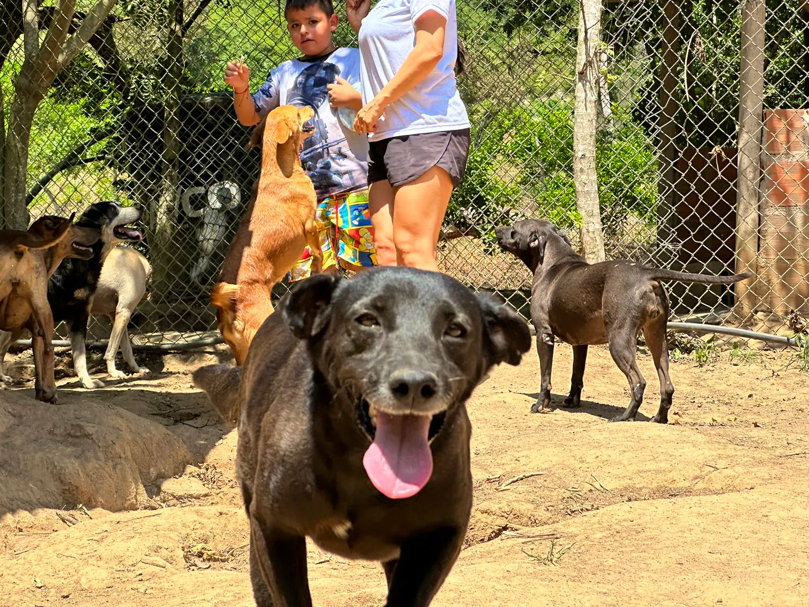 Dogs Cuddling Expert | Voluntariado en Colombia 2025