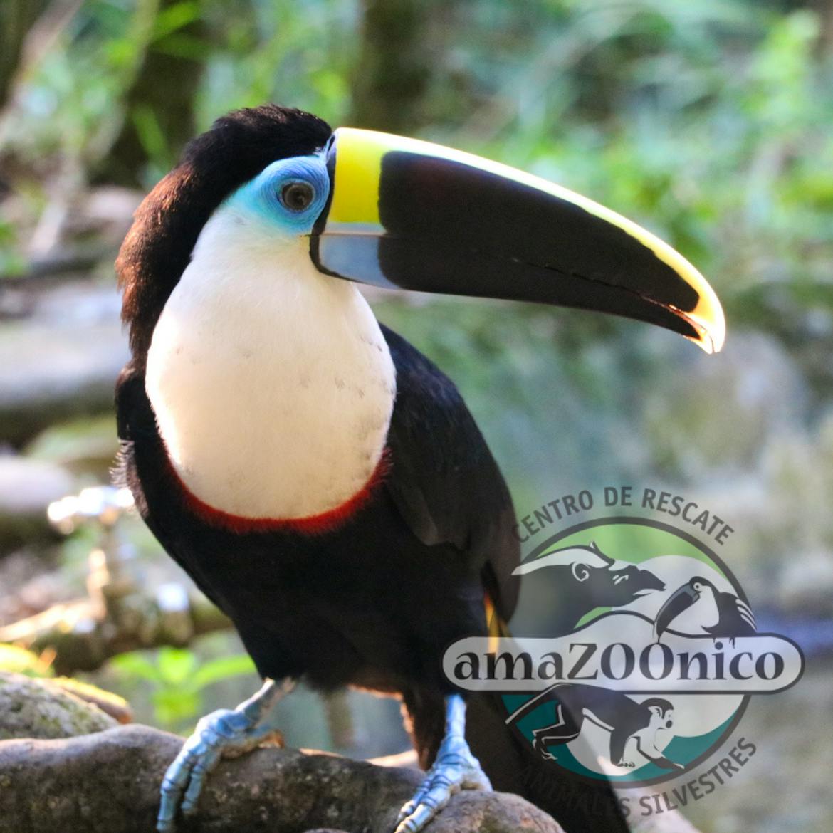 Wildlife Rehabilitation - a Jungle Adventure | Volunteer in Ecuador 2025