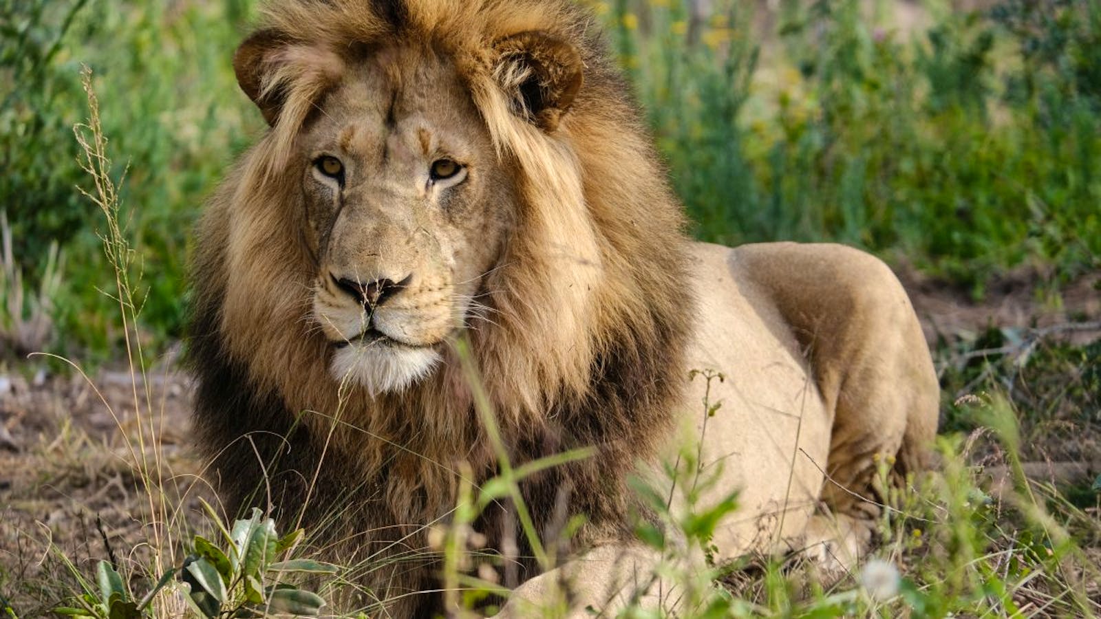 Big Five Conservation Supporter | Volunteer in South Africa 2025