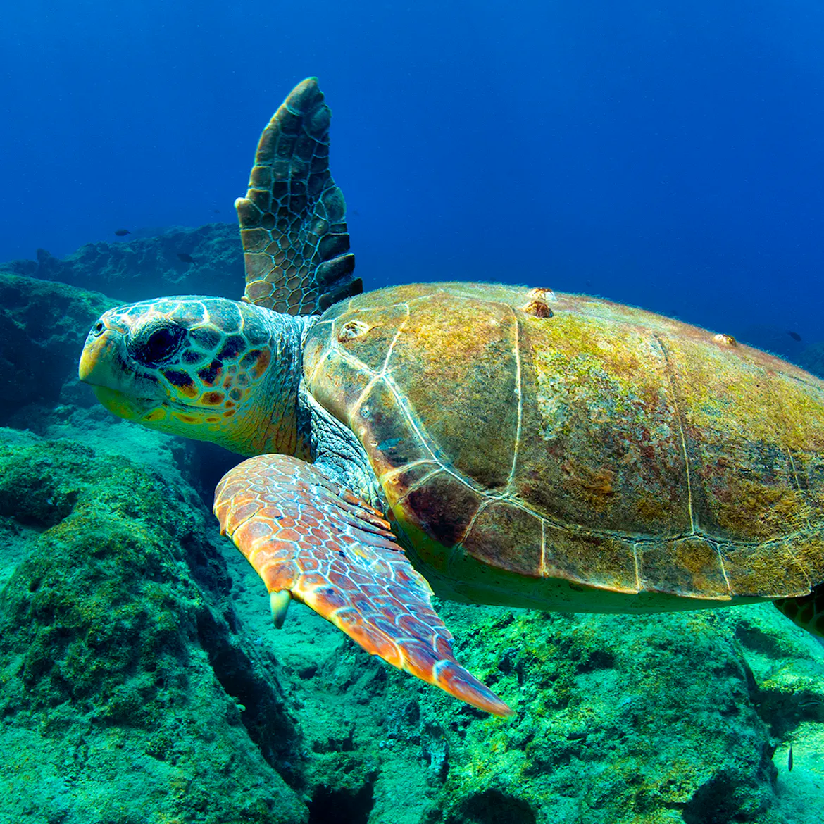 Sea Turtle Monitoring And Conservation | Volunteer in Turkey 2025