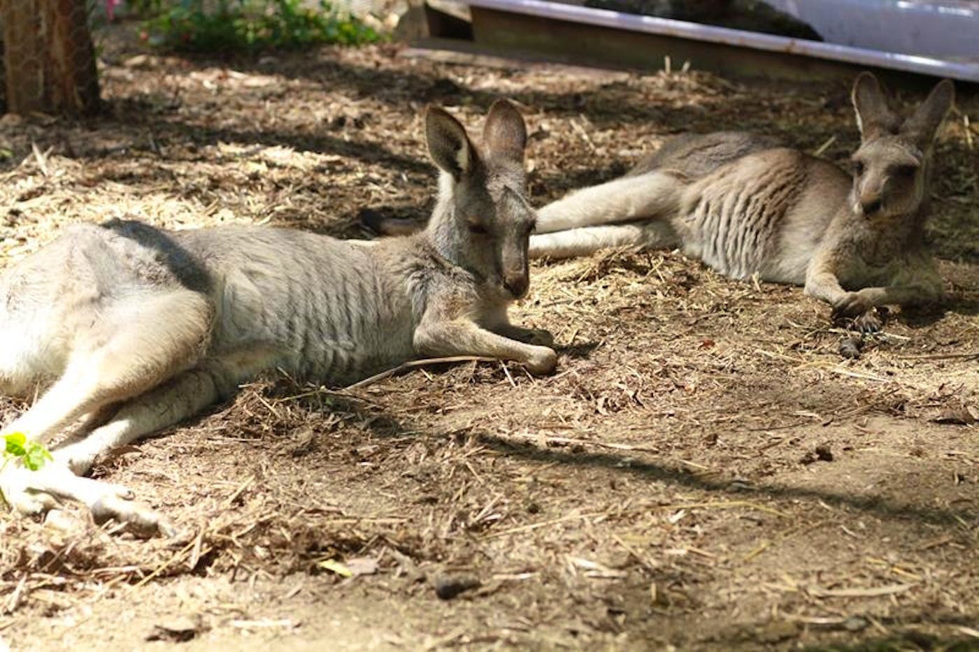 Wildlife Shelter Carer | Volunteer in Australia 2019