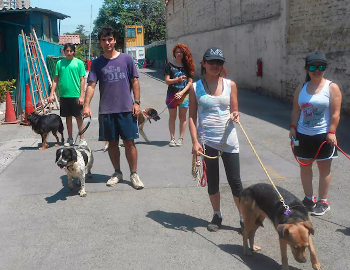 Help Stray Dogs | Volunteer in Chile 2025