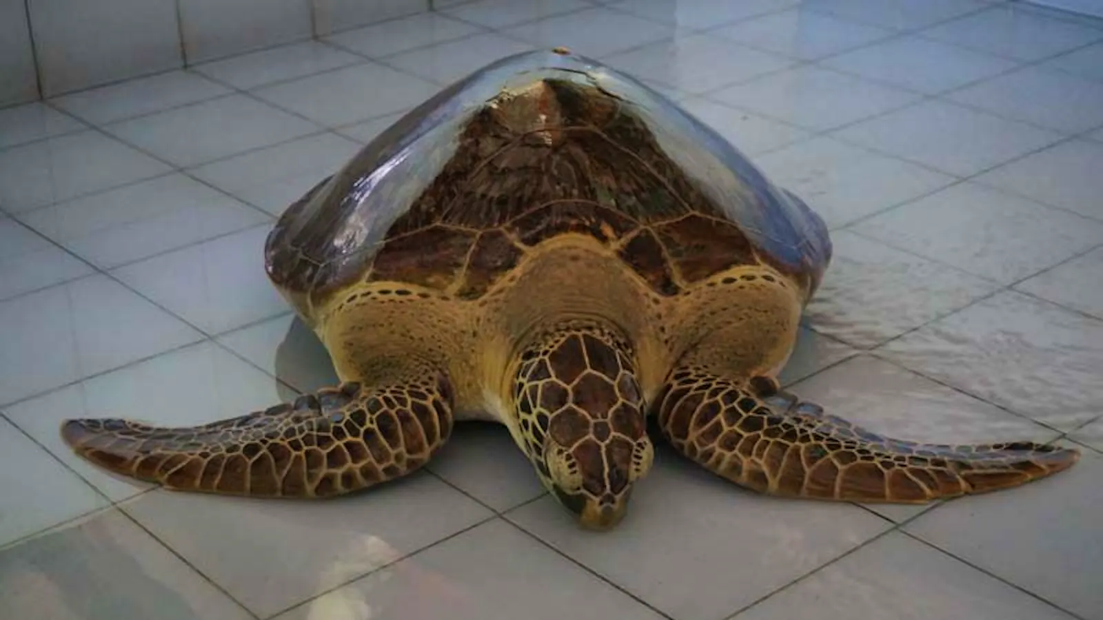Sea Turtle Conservation Center | Volunteer in Indonesia 2024
