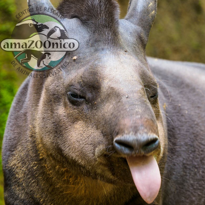 Wildlife Rehabilitation - a Jungle Adventure | Volunteer in Ecuador 2025