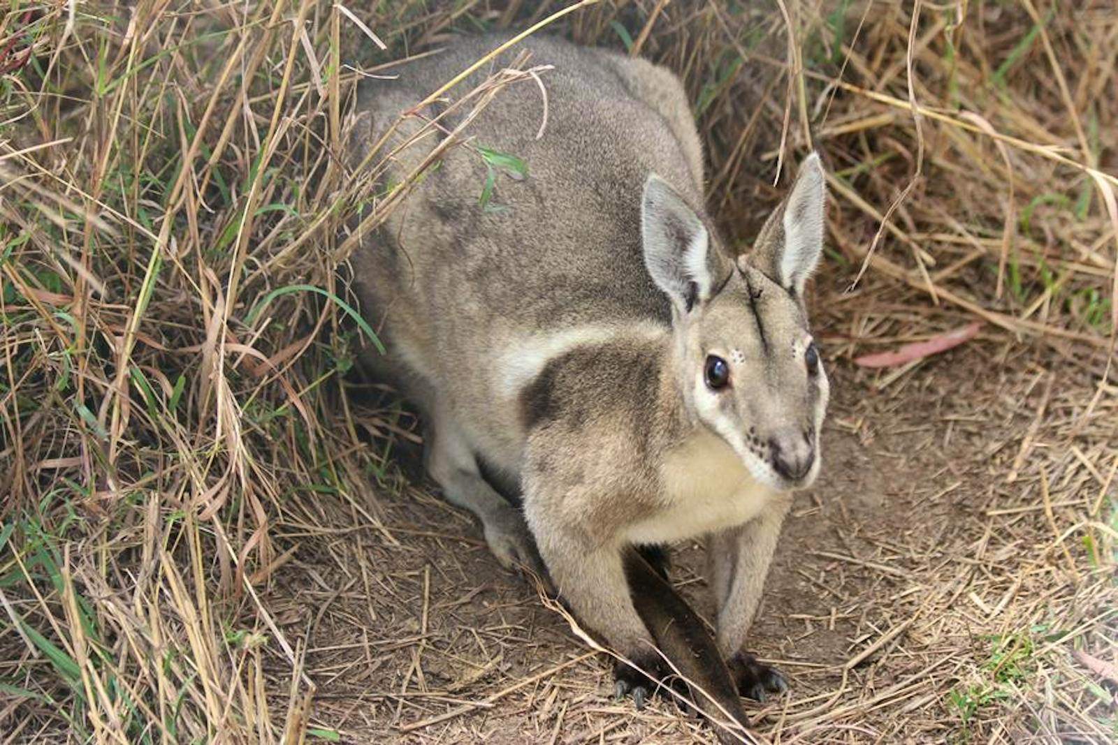 Australian Endangered Species Conservation Care | Volunteer in ...