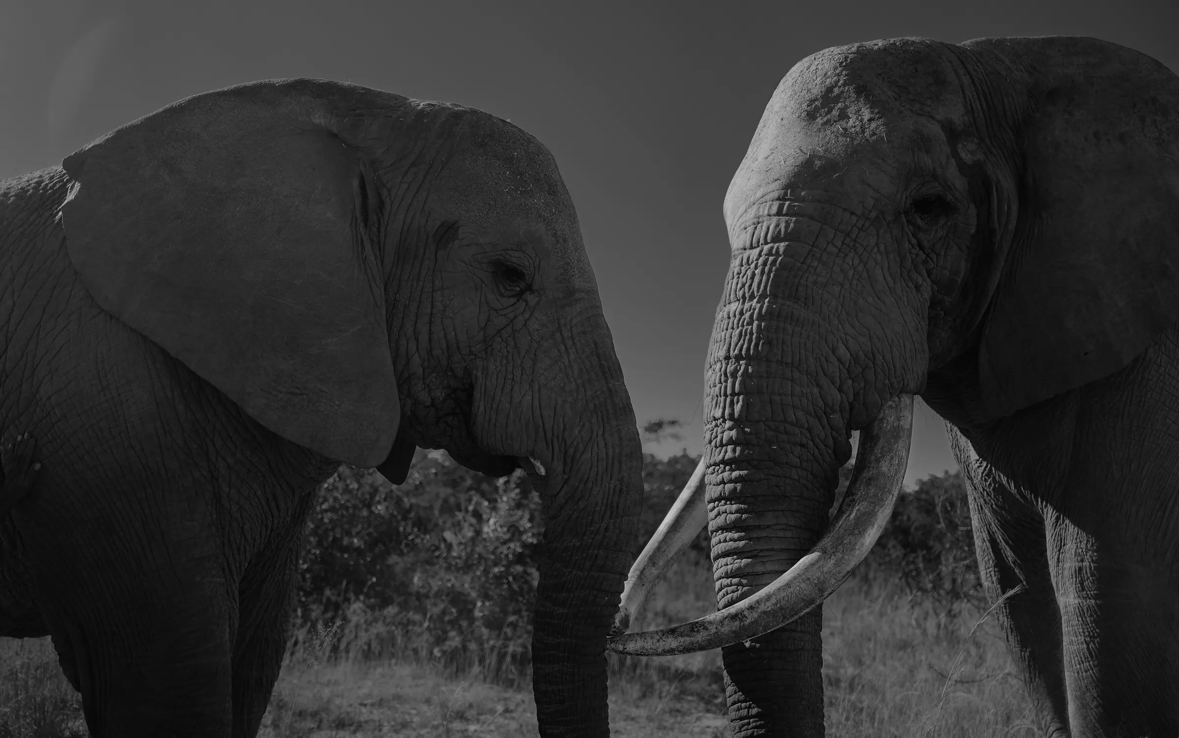 Rhino & Elephant Conservation | Volunteer in Zimbabwe 2026