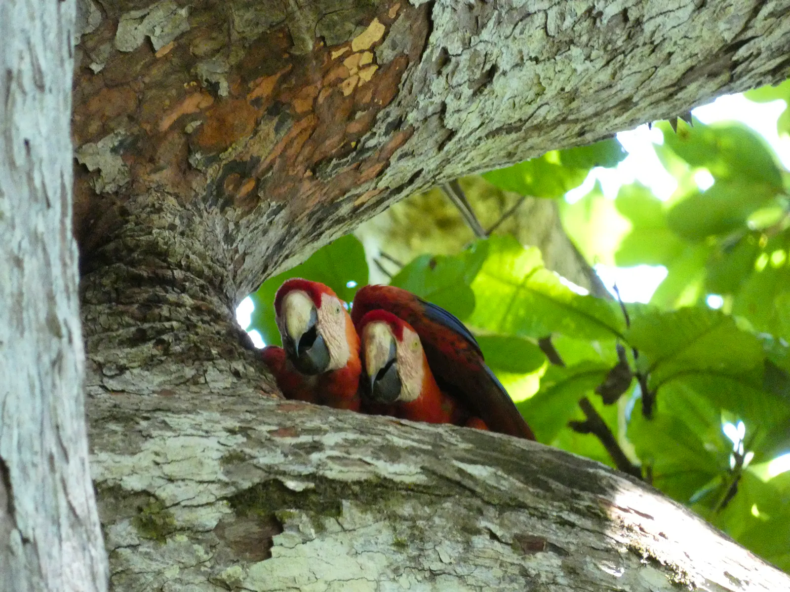 Endangered Animals Road To Freedom Internship | Volunteer in Costa Rica ...