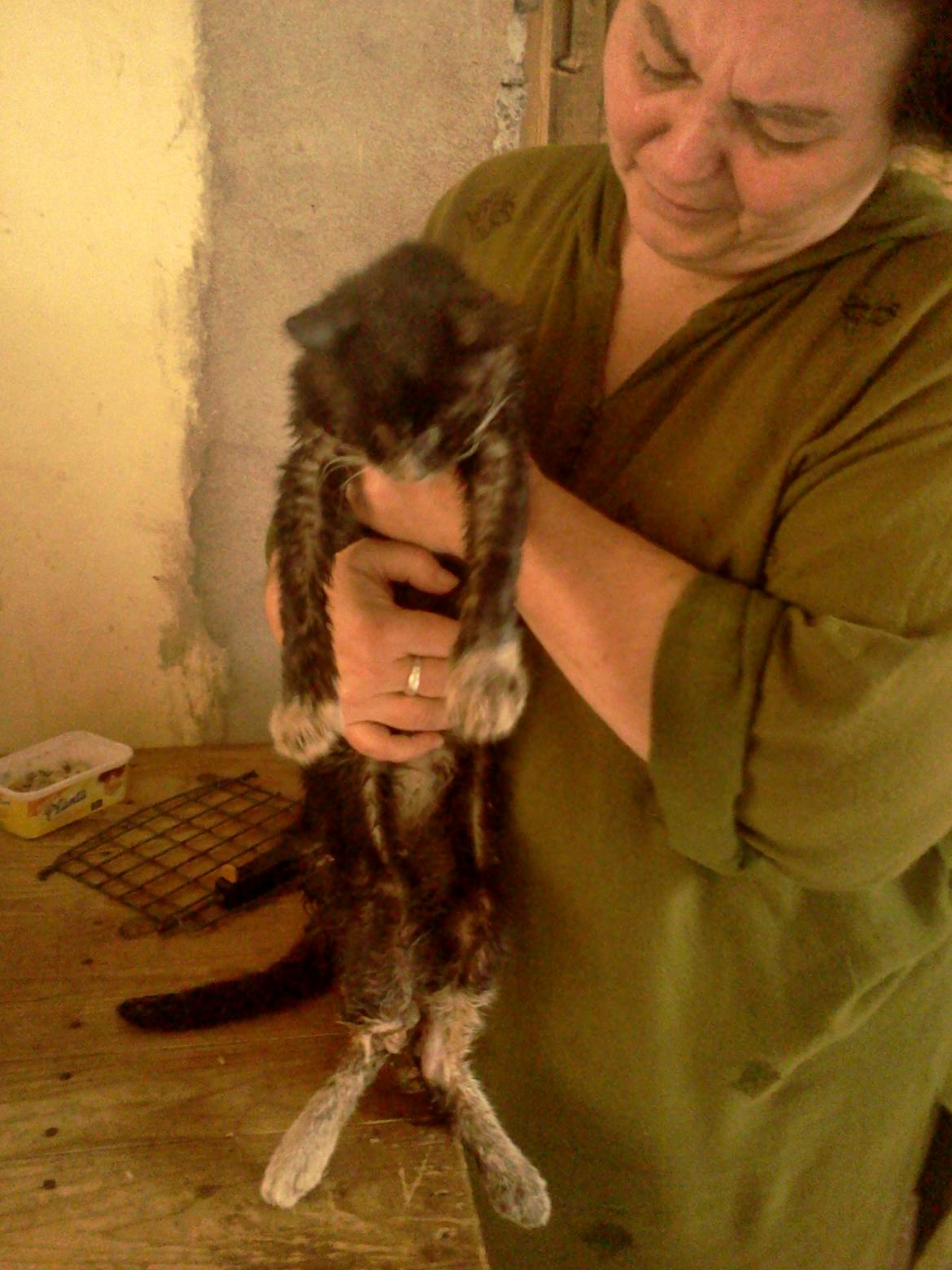 Animal saver | Volunteer in Cape Verde 2025