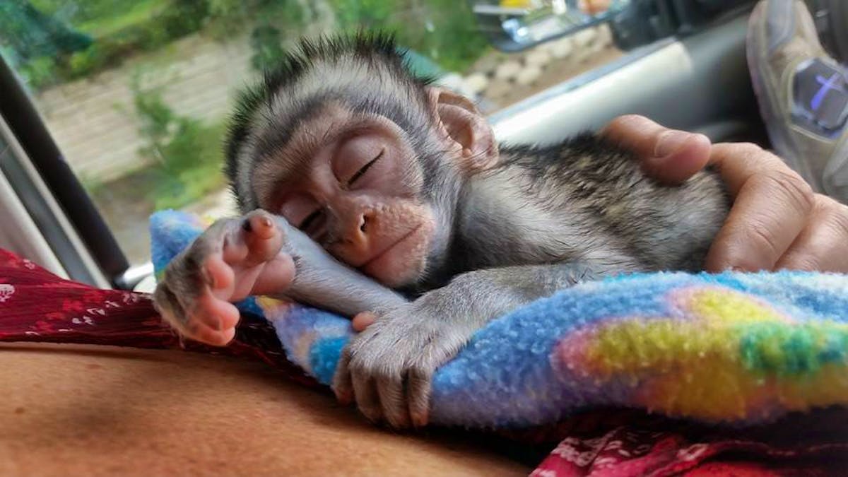 Vervet Monkey Rescue & Rehabilitation | Volunteer in South Africa 2025