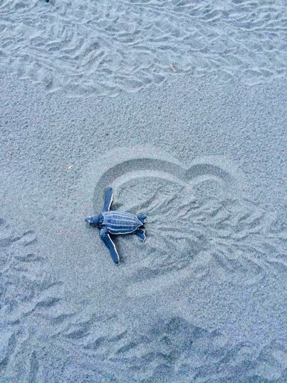 Leatherback Turtle Conservation | Volunteer in Costa Rica 2025