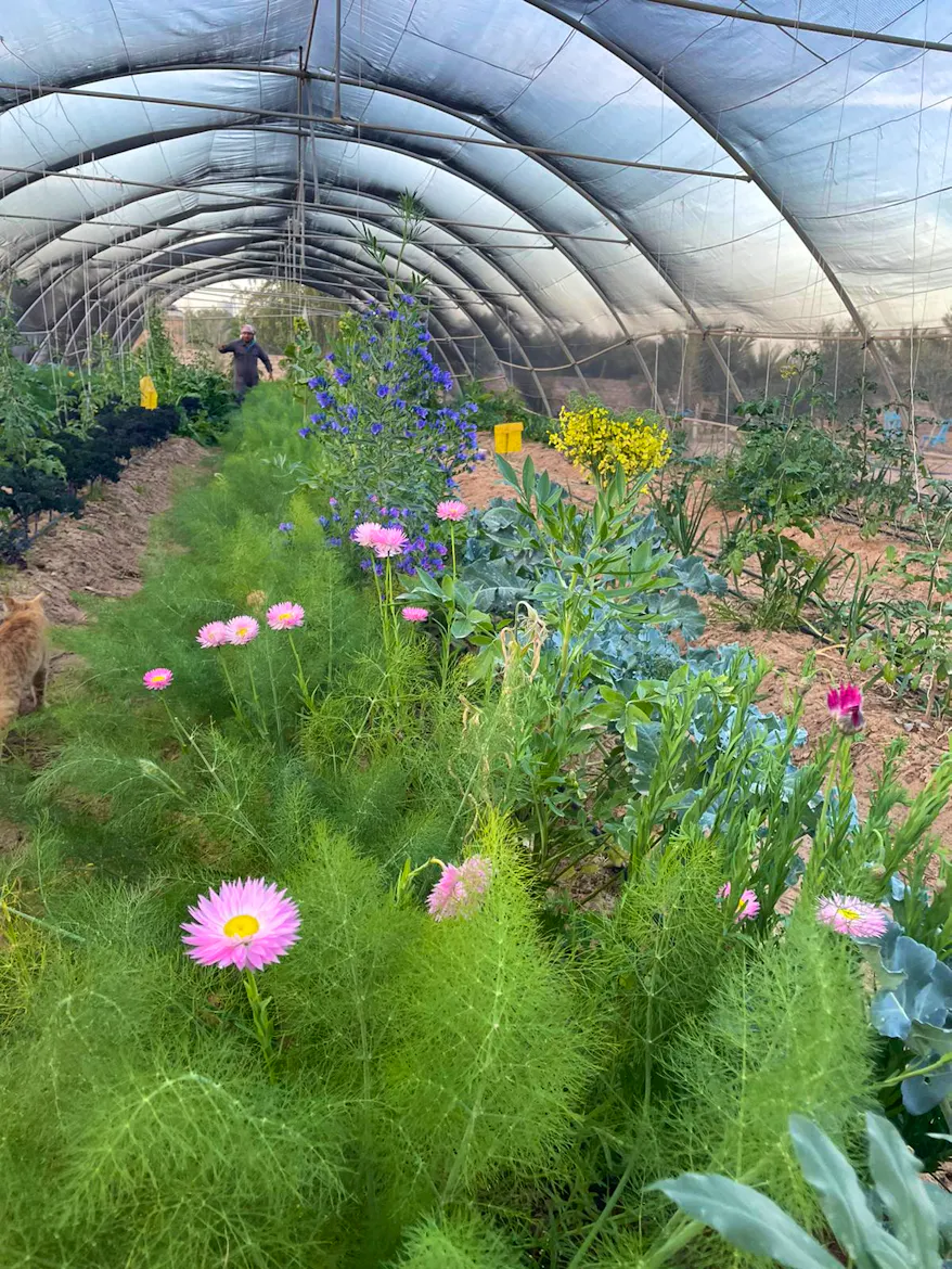 Regenerative Agriculture in Sinai Desert | Volunteer in Egypt 2025