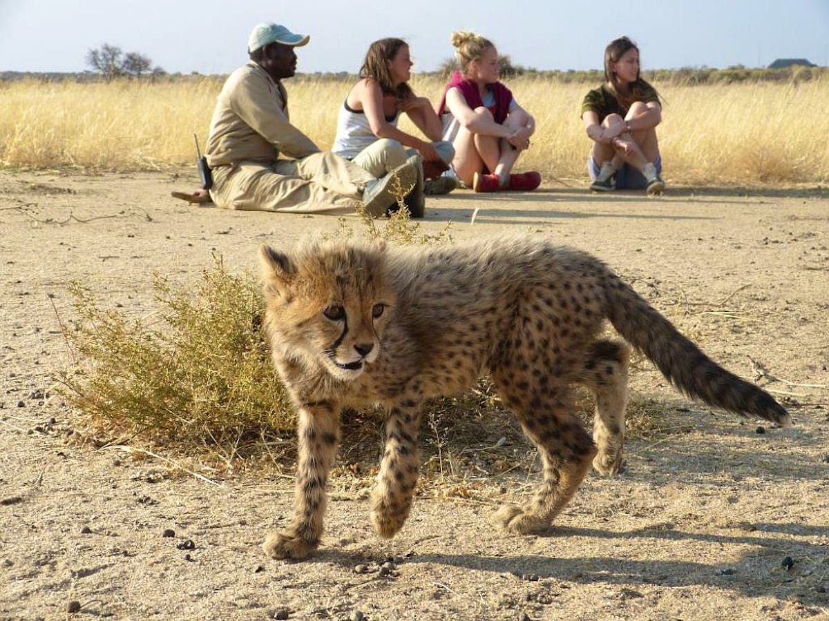 Wildlife Sanctuary Supporter | Volunteer in Namibia 2025