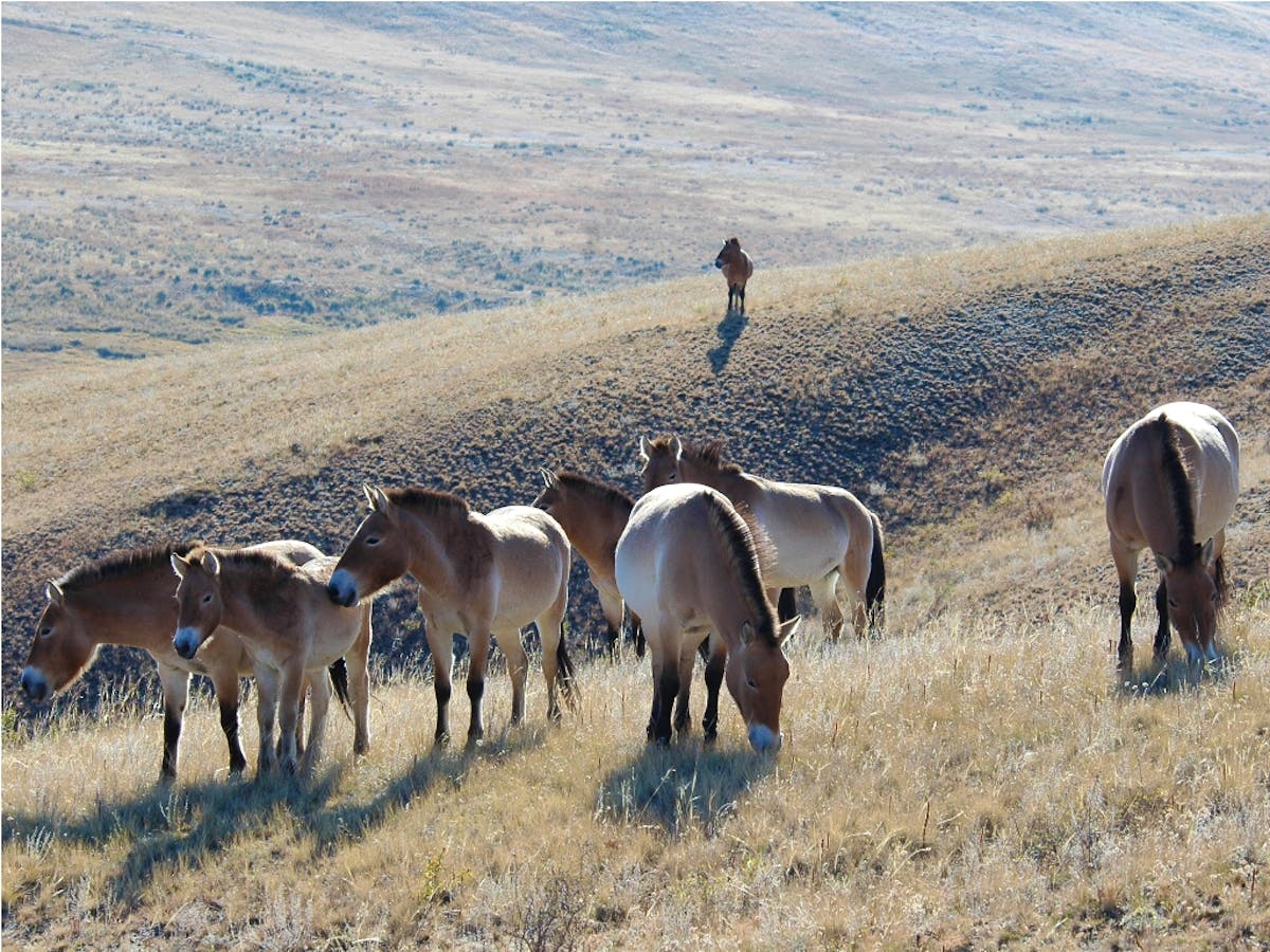 Wild Takhi Research & Conservation | Volunteer in Mongolia 2025