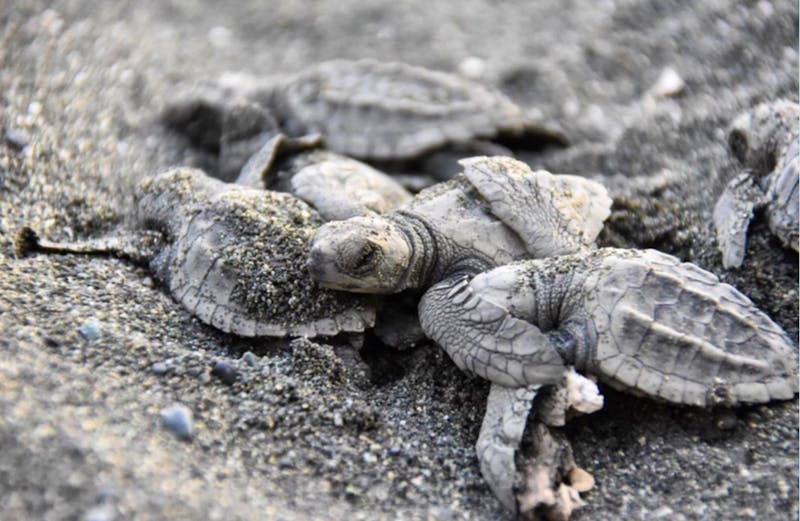 Sea Turtle Biologist | Volunteer in Costa Rica 2025