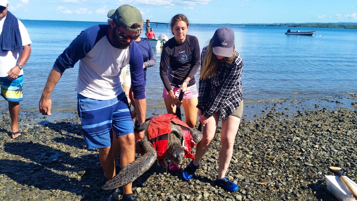 Sea Turtle Research Assistant | Volunteer in Guatemala 2024