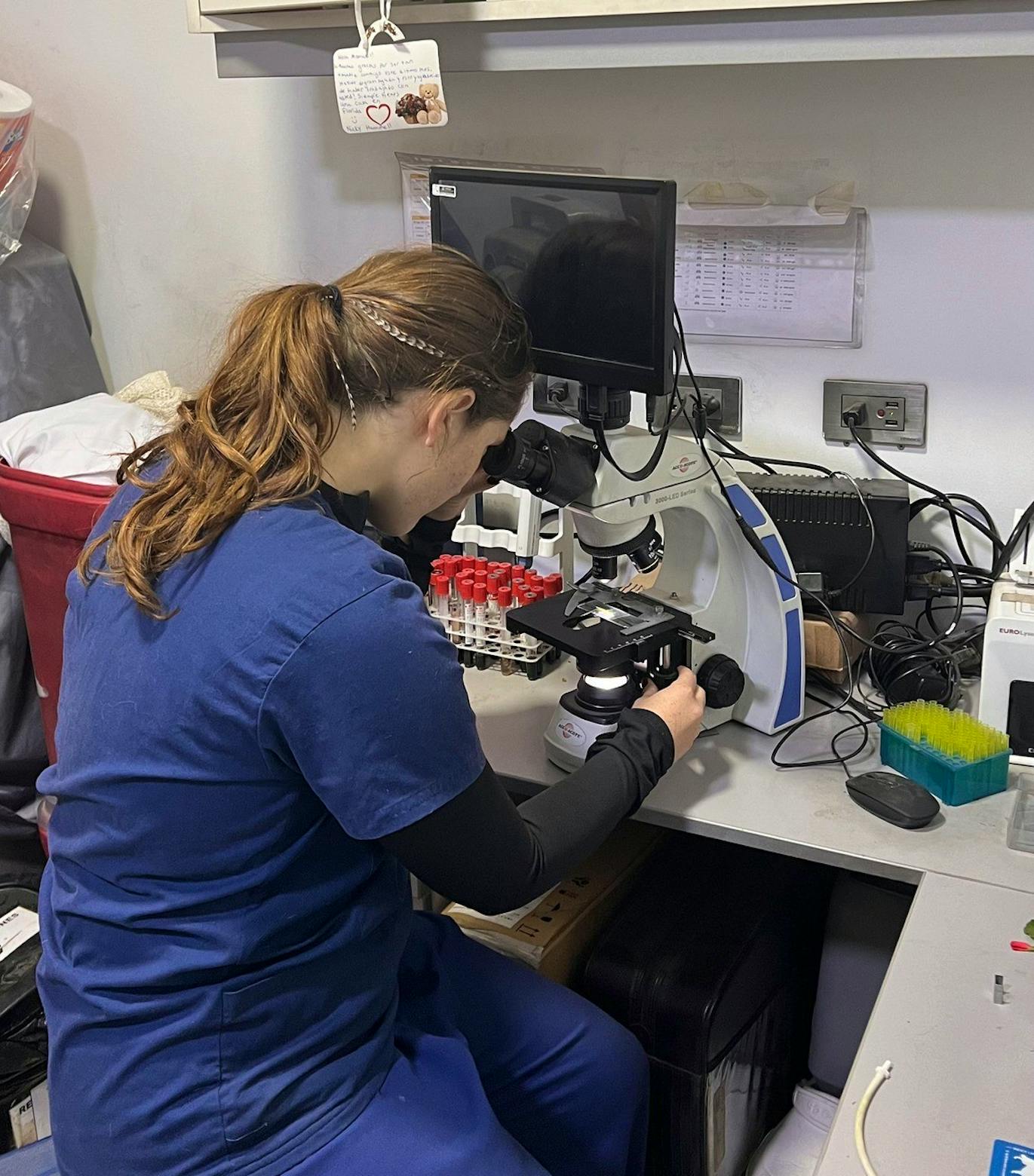 Veterinary Internship Support | Volunteer in Peru 2025