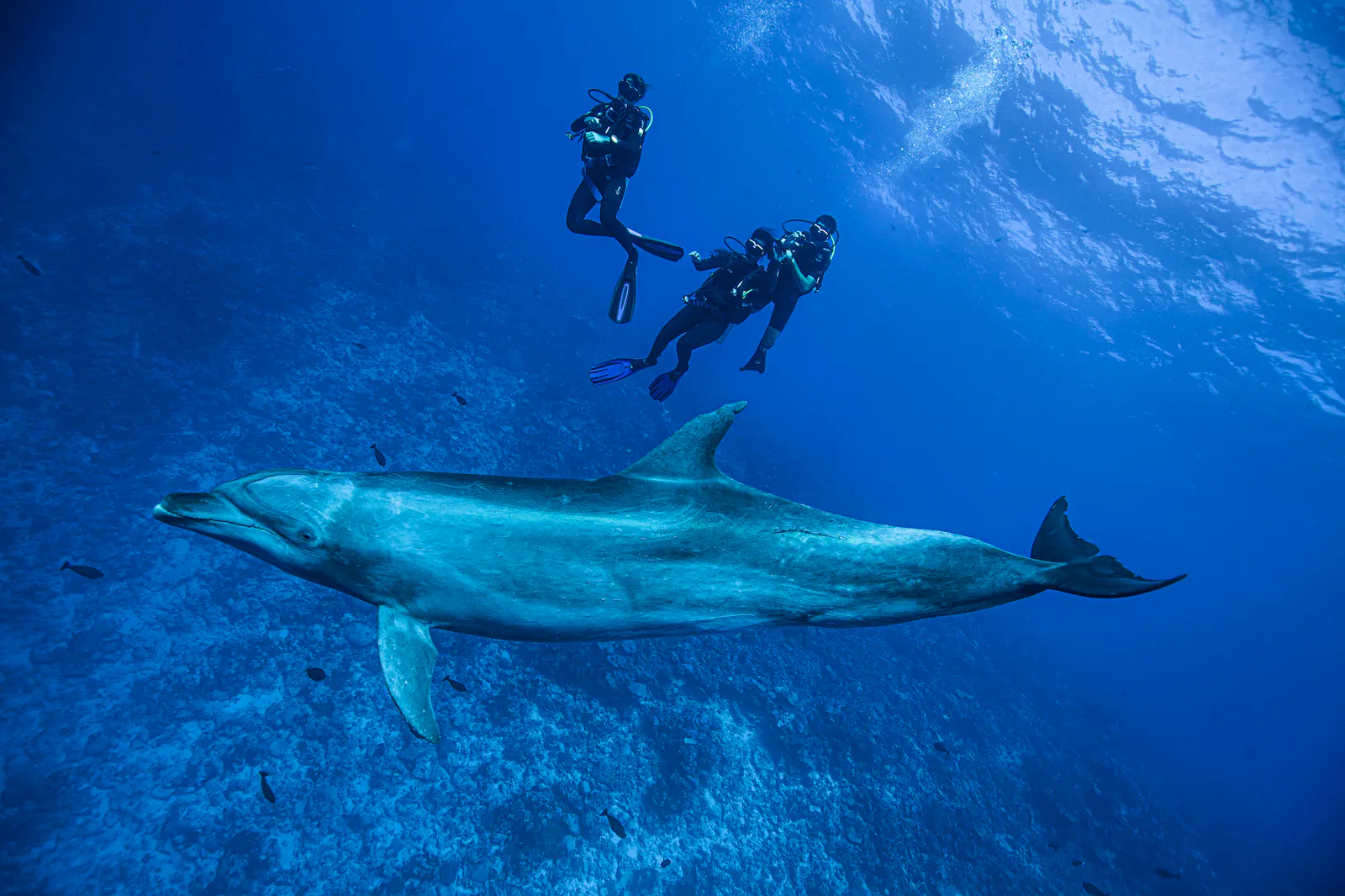 Dolphin behavior and conservation | Volunteer in French Polynesia 2025
