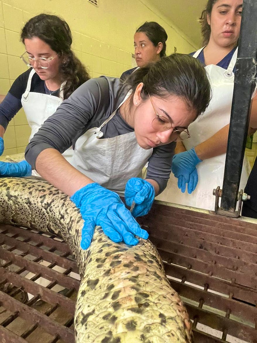 Reptile Vet Sanctuary | Volunteer in South Africa 2025