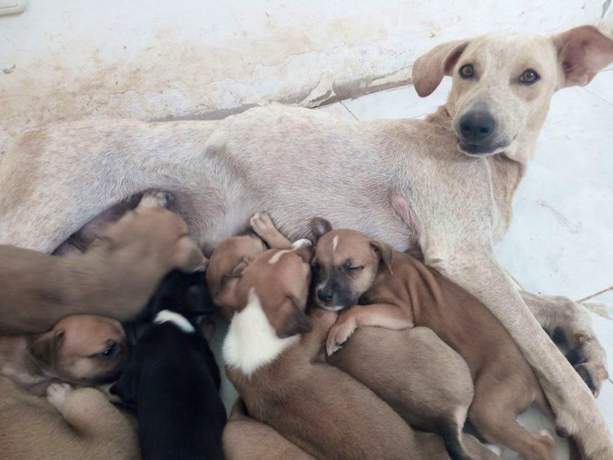 Animal saver | Volunteer in Cape Verde 2025