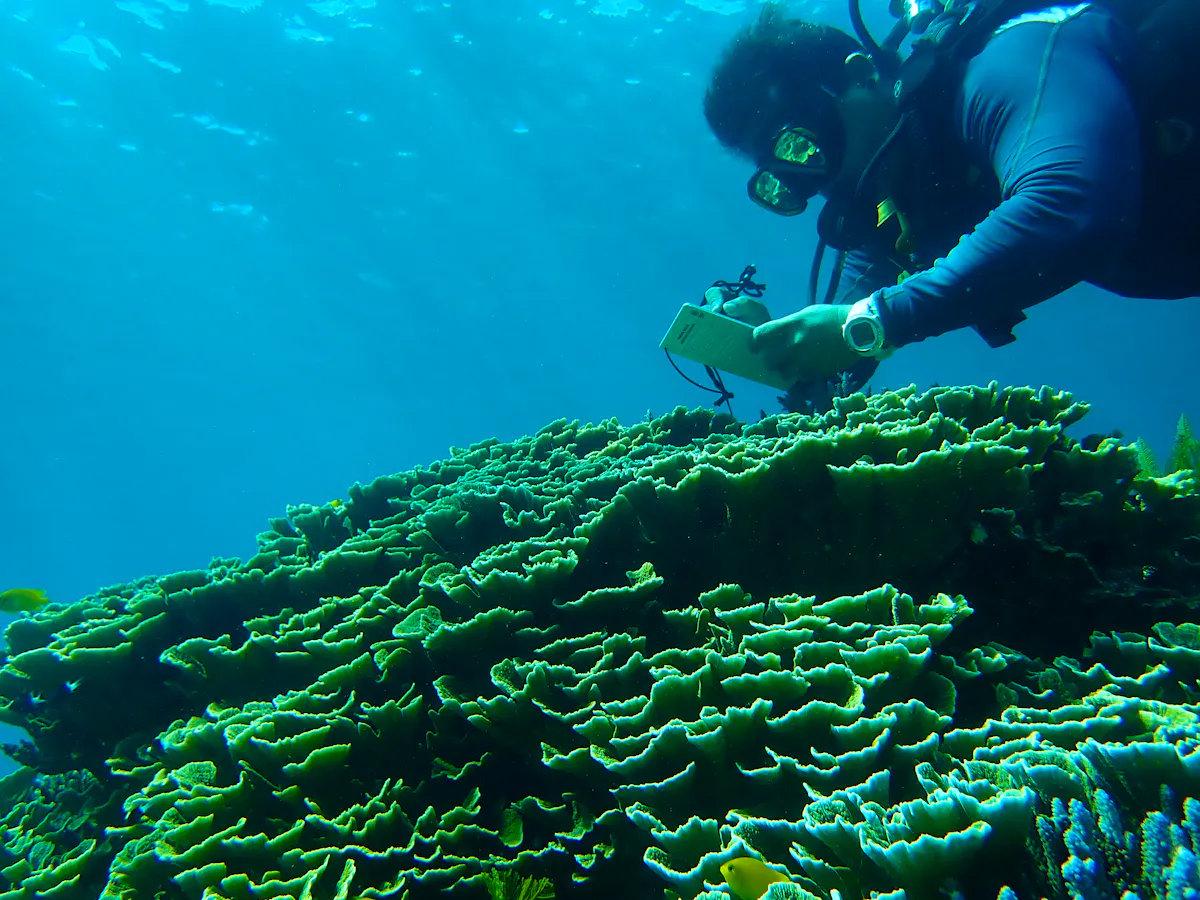 Coral Reef Restoration Diver | Volunteer in Indonesia 2025