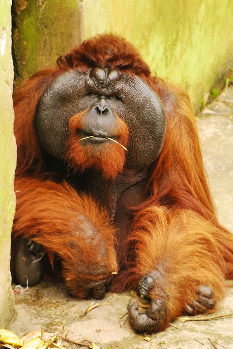 Orangutan Wildlife Center | Fais du bénévolat en Malaisie 2025