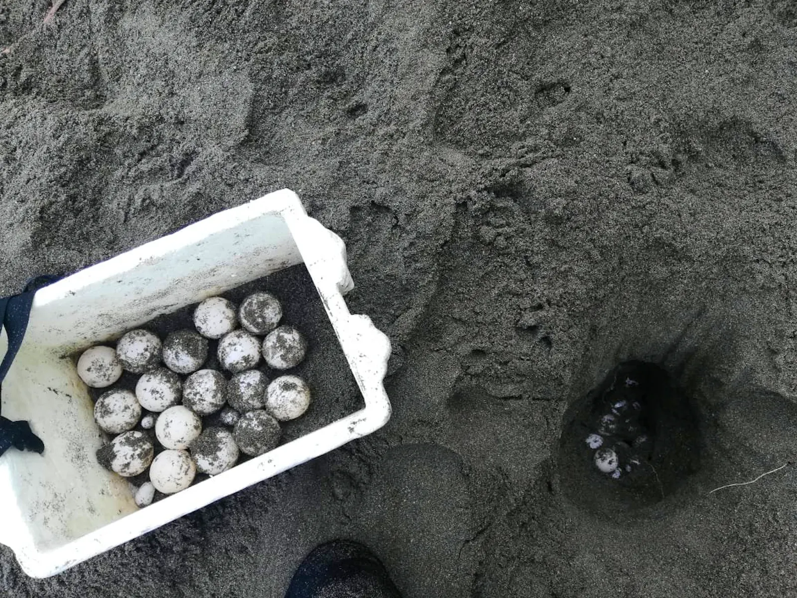 Sea Turtle Protection & Rainforest Preservation | Volunteer in Ecuador 2025