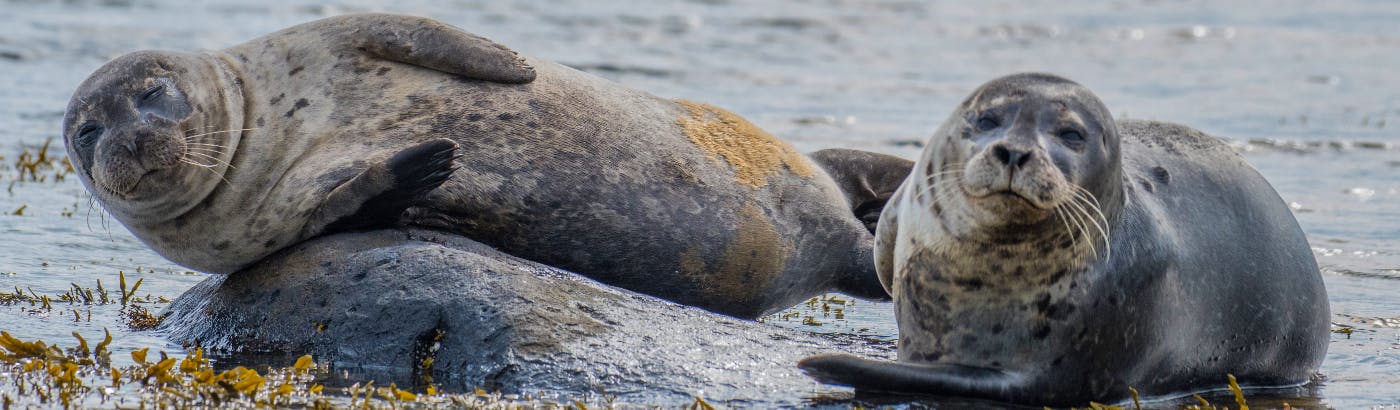 Volunteer for Seal Rescue | Top Conservation Projects 2022