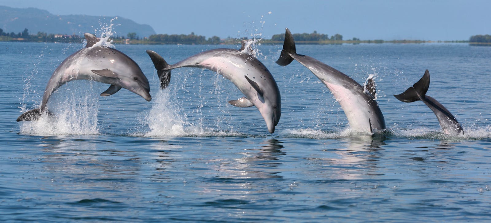 Coastal Dolphin Conservation | Volunteer in Greece 2025