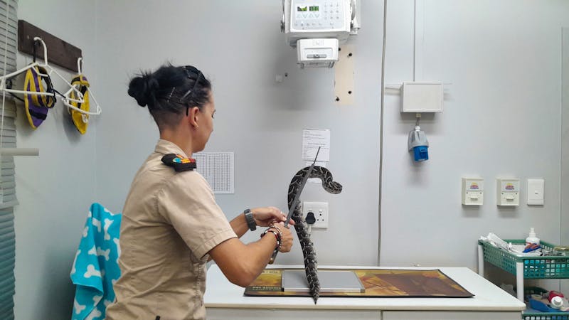 Reptile Vet Sanctuary | Volunteer in South Africa 2024