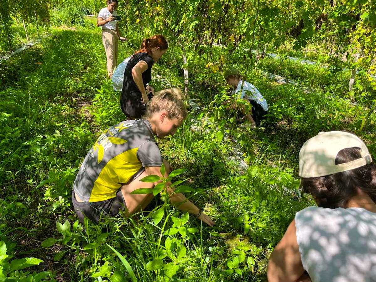 Mangrove Environment Conservation | Volunteer in the Philippines 2025