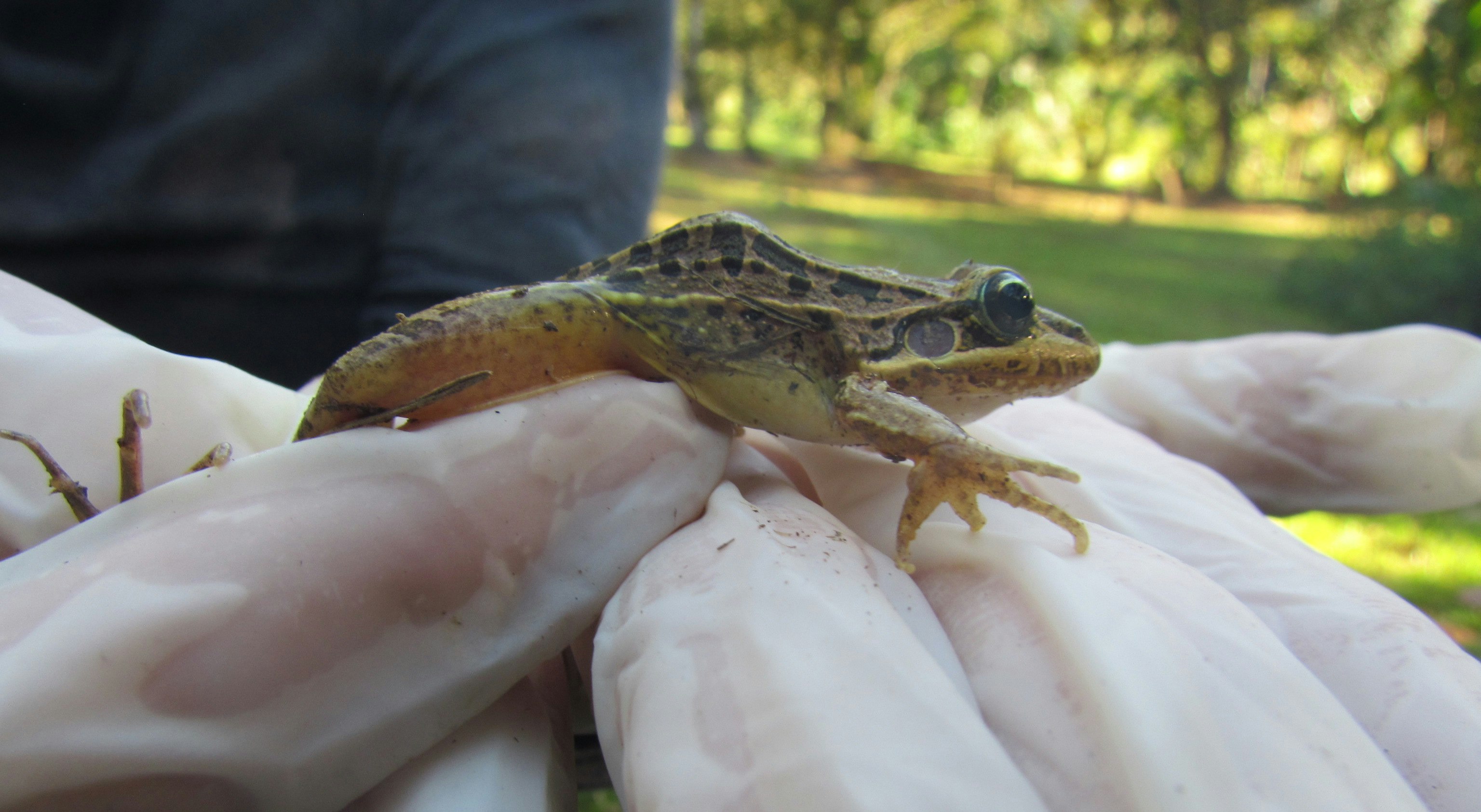 Amphibian Researcher | Volunteer in Brazil 2023