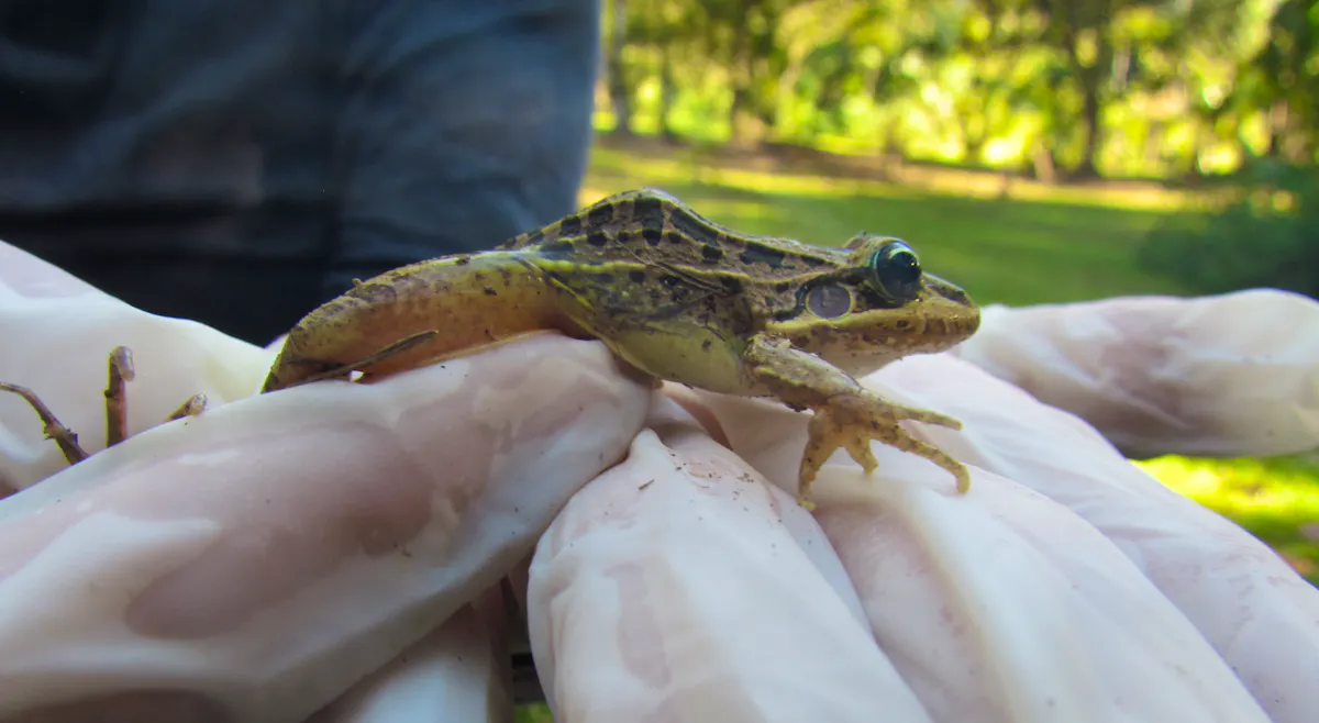 Amphibian Researcher | Volunteer in Brazil 2023