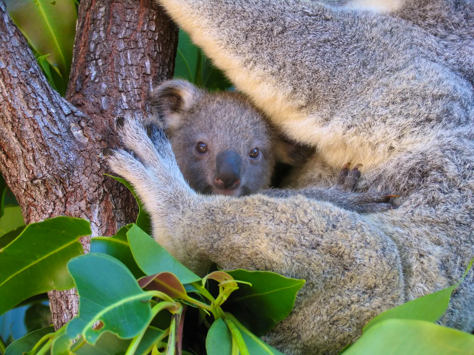 Tropical Exotic Wildlife Caretaker | Volunteer in Australia 2025