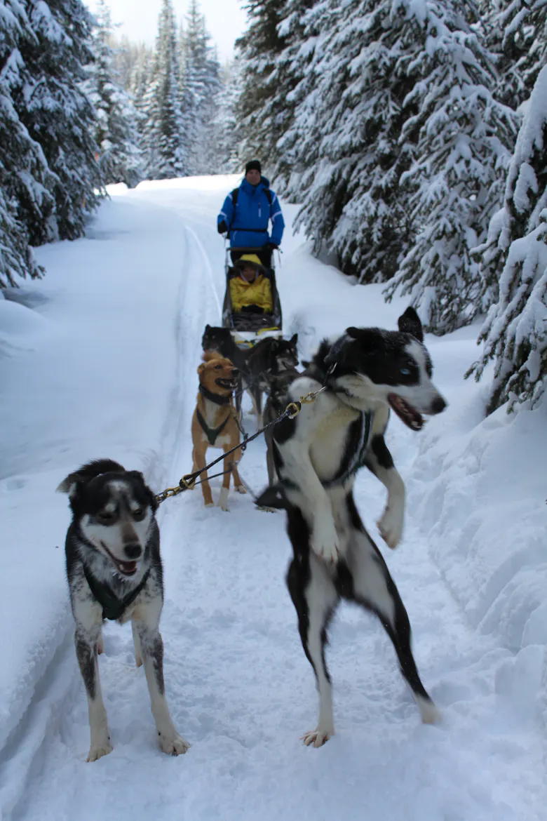 Huskies Caretaker & Dog Sled Assistant | Volunteer in Canada 2025
