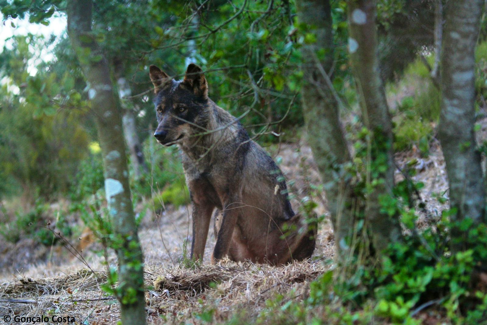 Wolf Conservation Experience | Volunteer in Portugal 2025