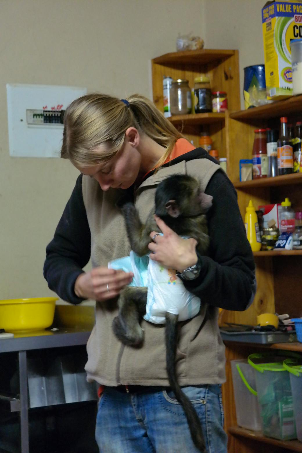 Vervet Monkey Rescue | Volunteer in South Africa 2024