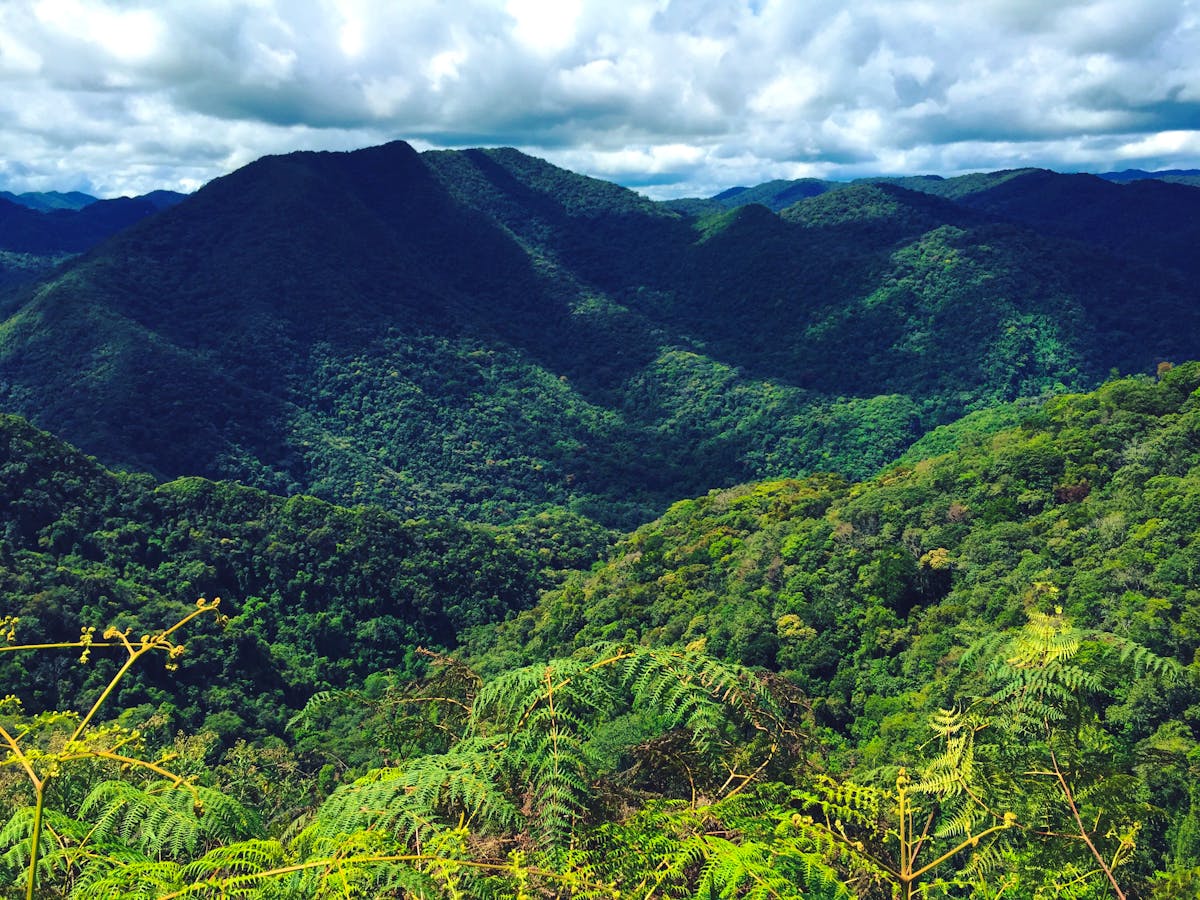 Animal Release Center: Reserve Maintenance | Volunteer in Brazil 2025