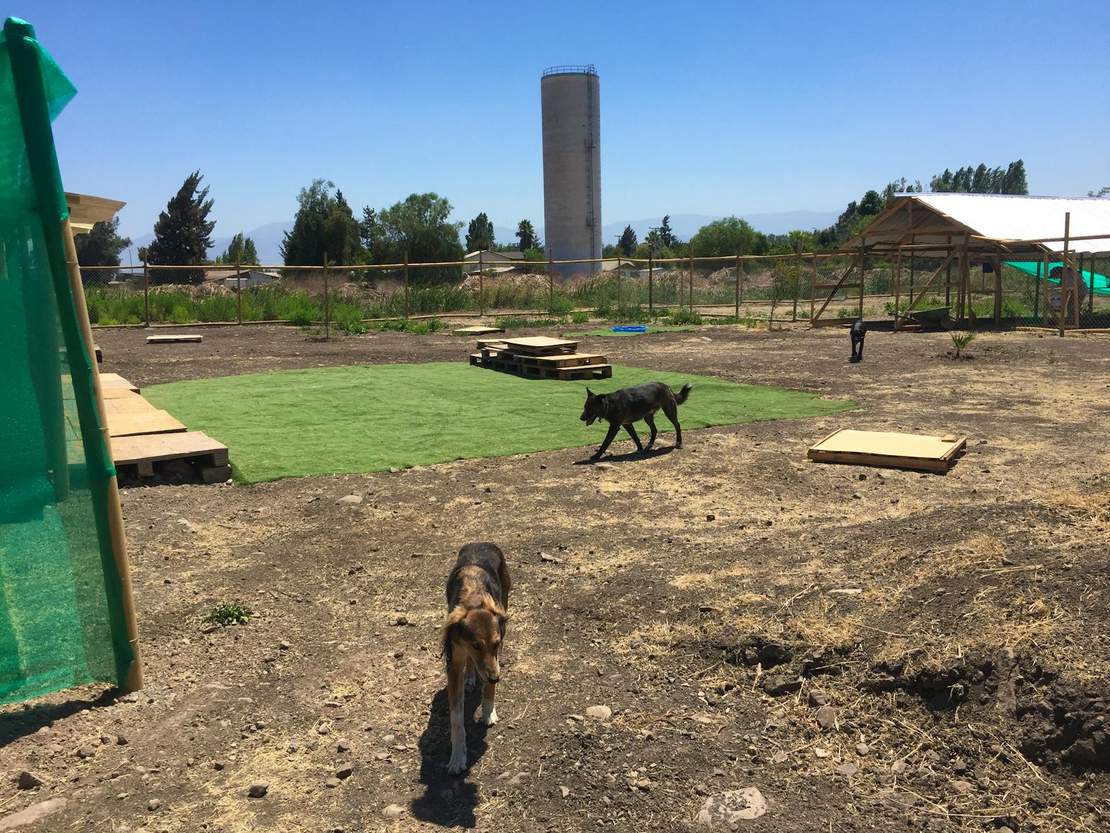 Help Stray Dogs | Volunteer in Chile 2025