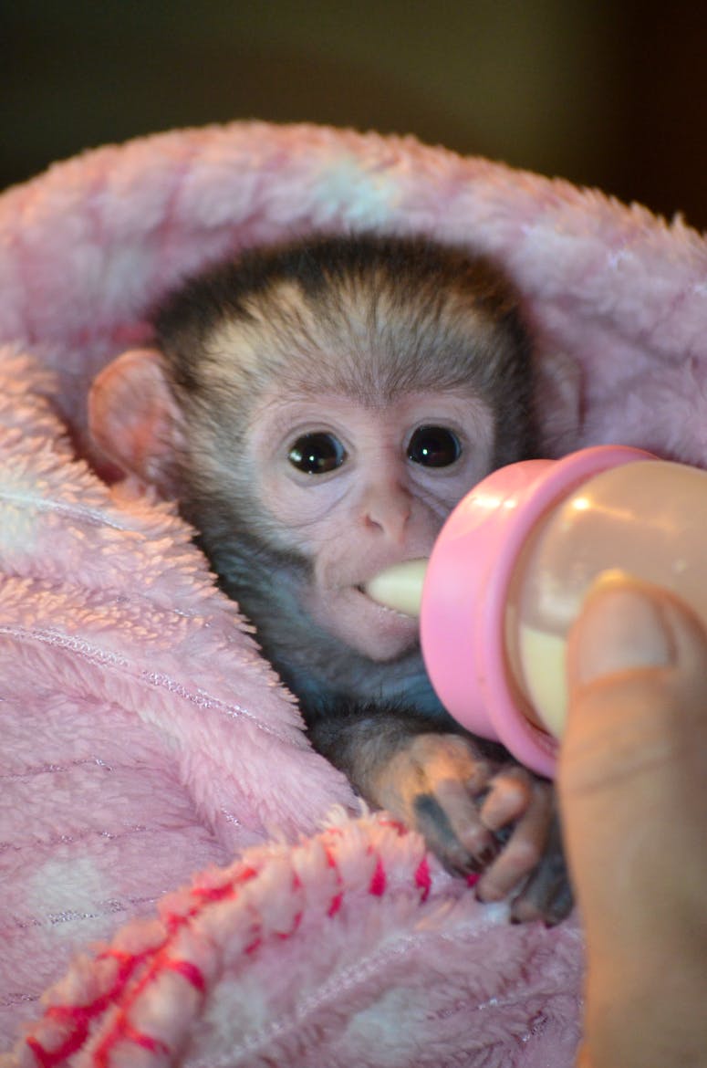 Vervet Monkey Rescue | Volunteer in South Africa 2024