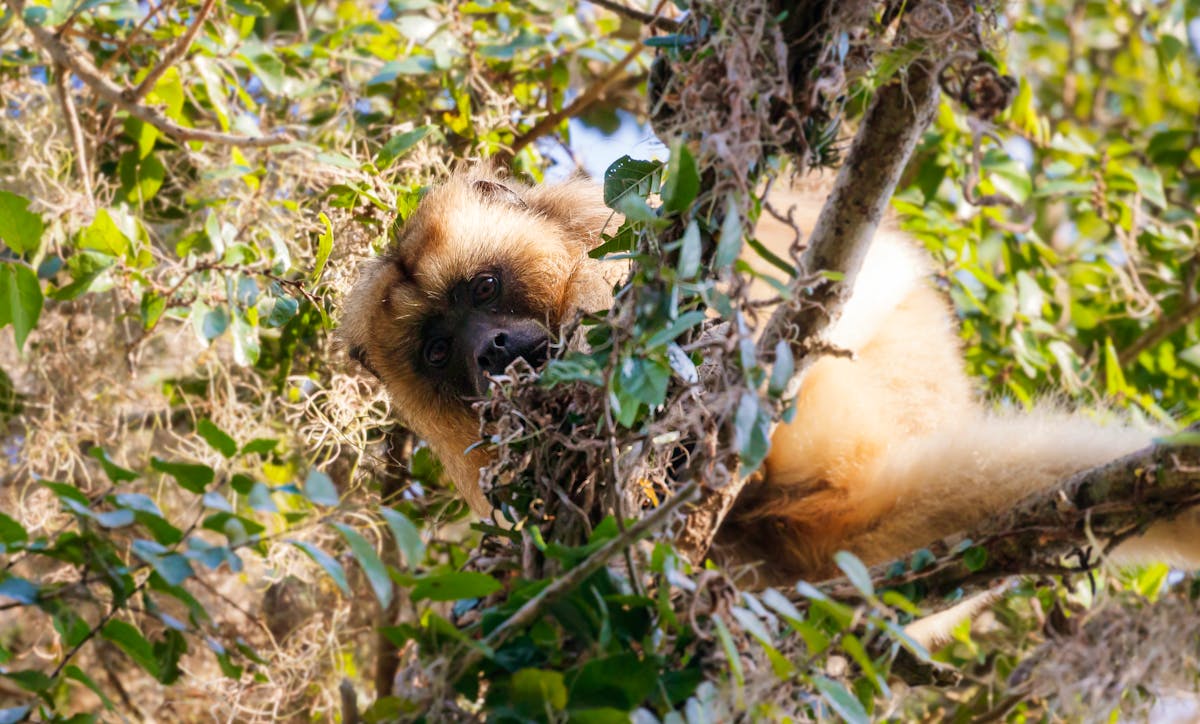 Primate Behaviour Research Internship with Howlers | Volunteer in ...