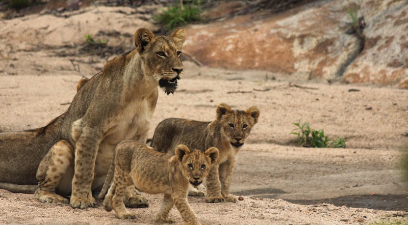 Wildlife Research & Expedition | Volunteer in South Africa 2025