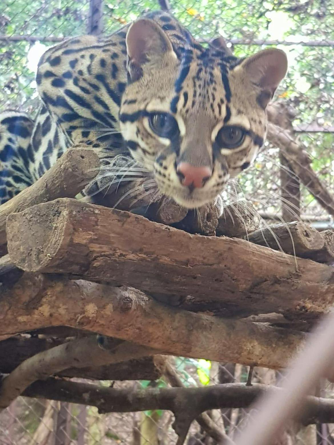 Rescue Center Assistant | Volunteer in Costa Rica 2025