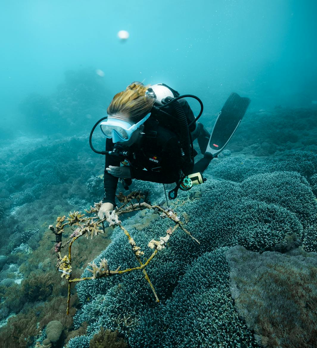 Reef Restoration Internship | Volunteer in Indonesia 2025