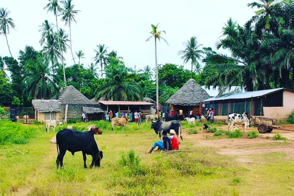 Animal Welfare and Veterinary Medicine | Volunteer in Tanzania 2025